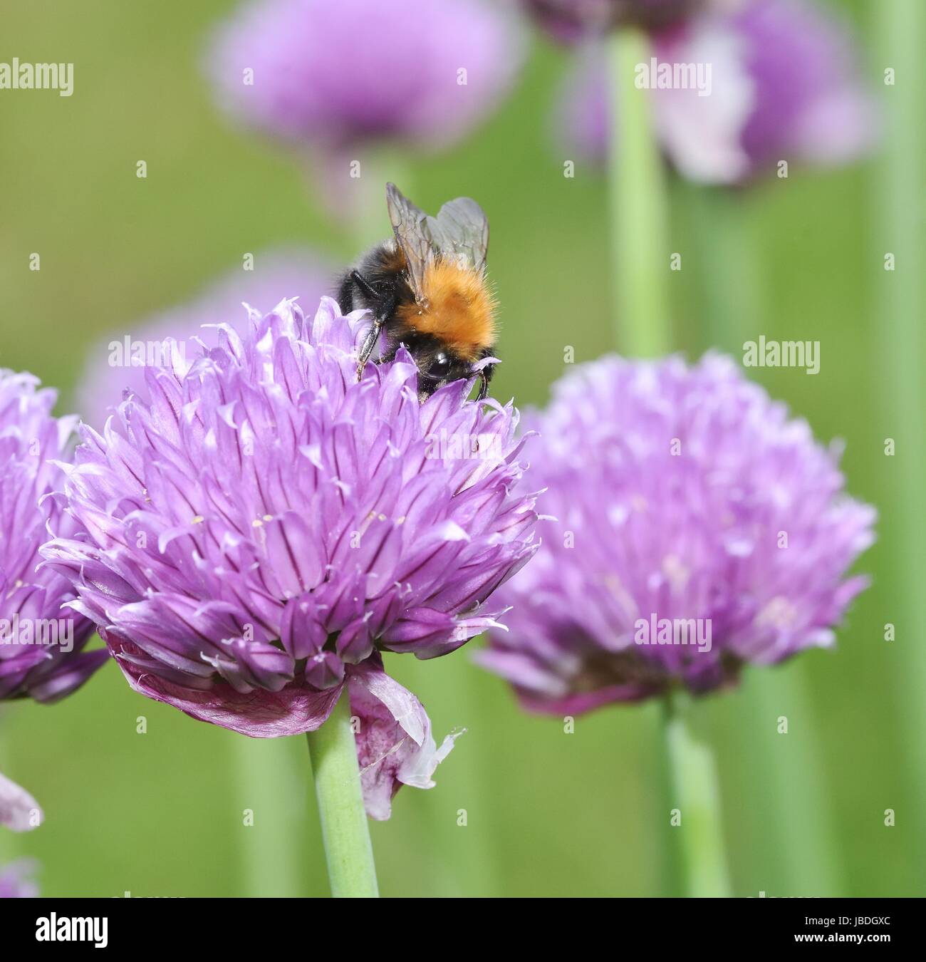 Brown Carder Bee on Chive bloom Stock Photo - Alamy
