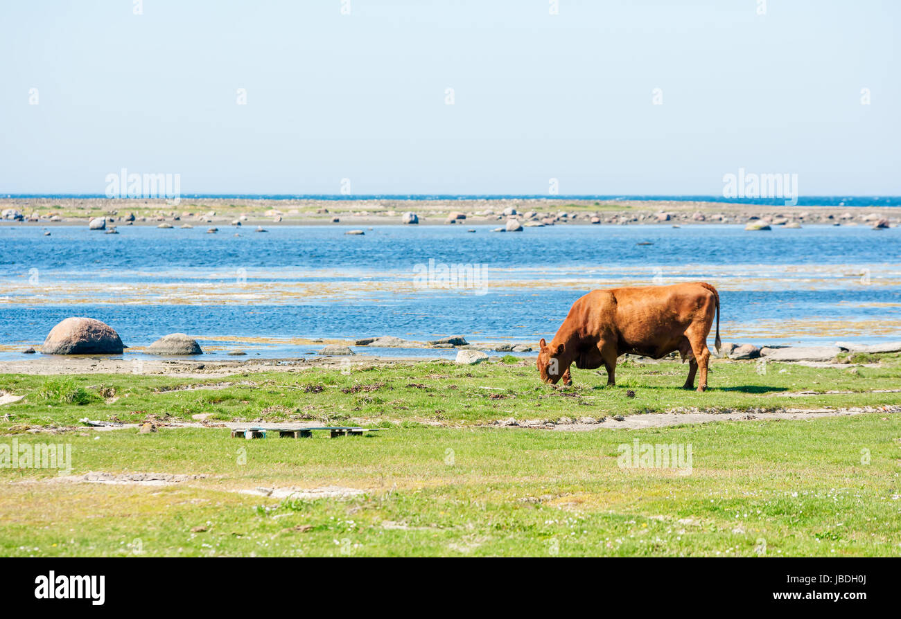 Brown cow grazing on seaside meadow. Island and open sea in background ...