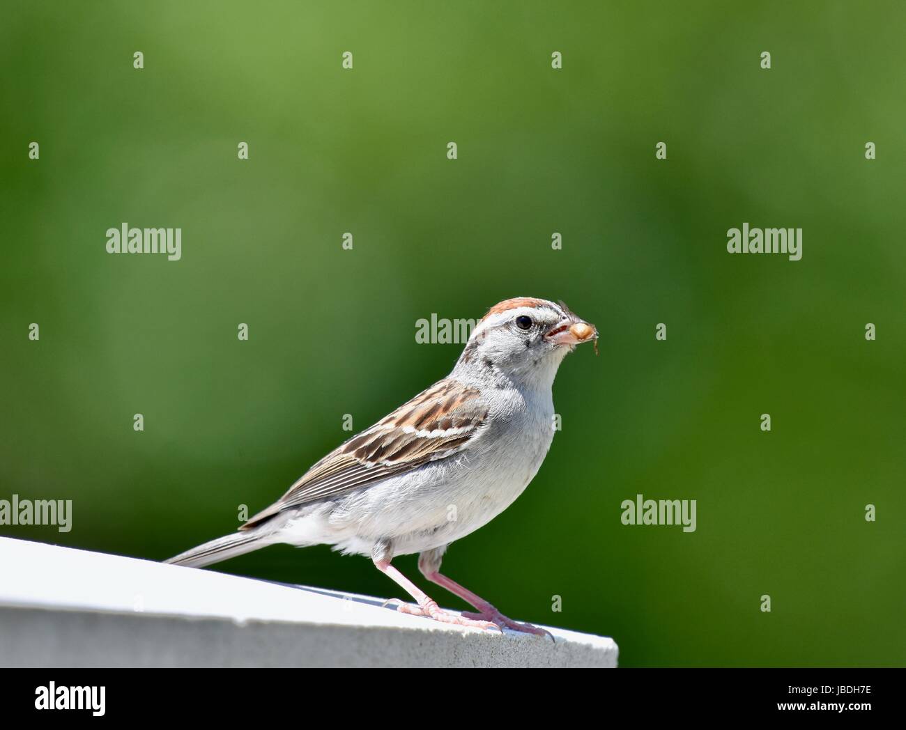 Juvenile chipping sparrow (Spizella passerina) eating an insect Stock ...