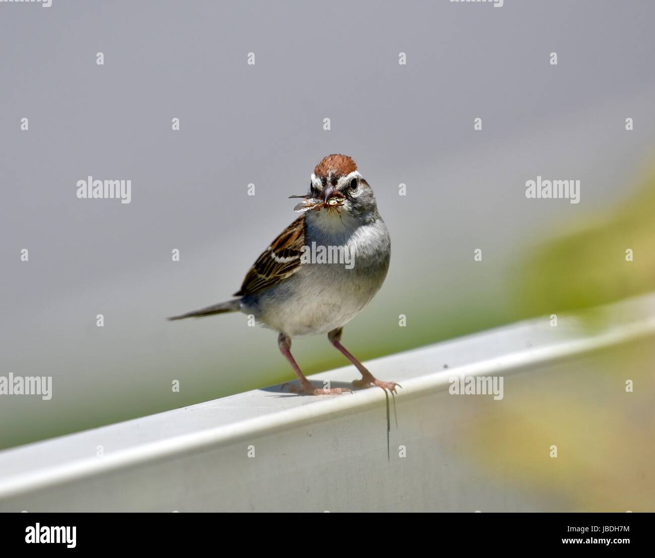 Juvenile chipping sparrow (Spizella passerina) eating an insect Stock ...