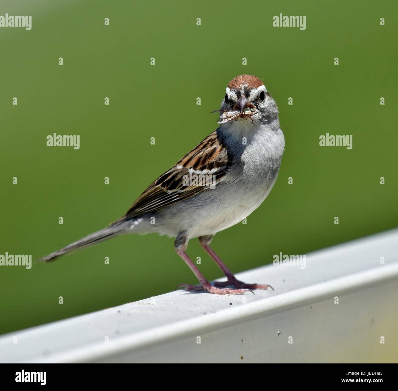 Juvenile chipping sparrow (Spizella passerina) eating an insect Stock ...