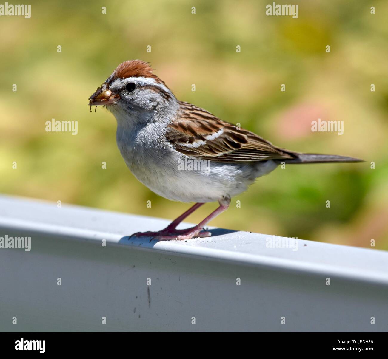 Juvenile chipping sparrow (Spizella passerina) eating an insect Stock ...