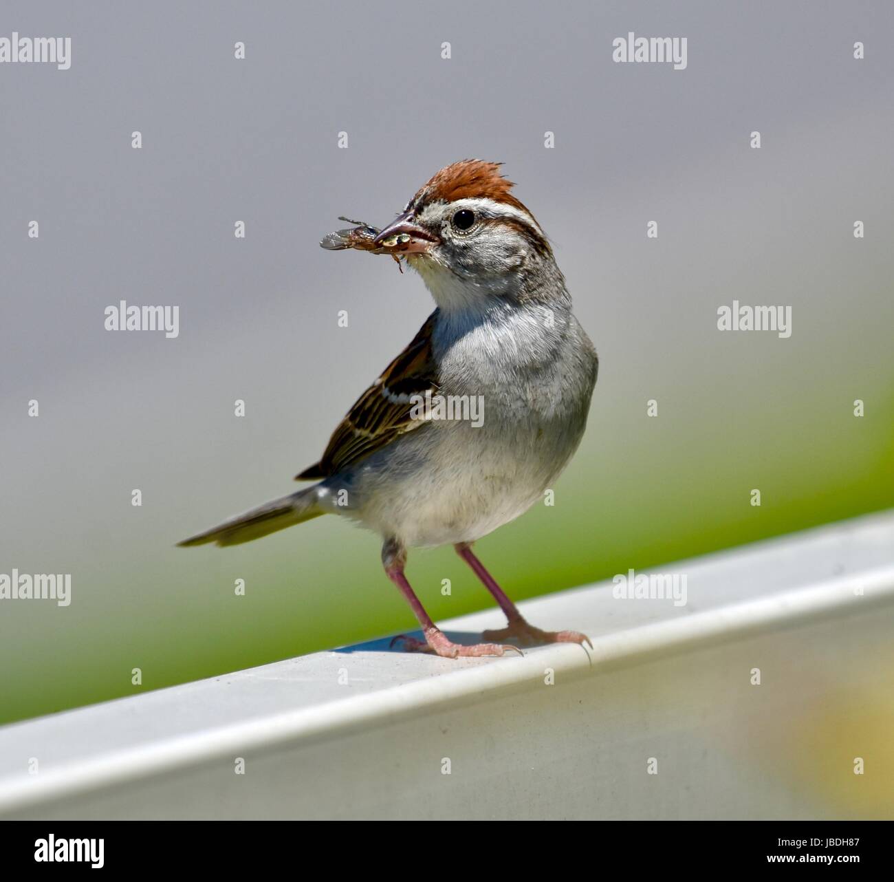 Juvenile chipping sparrow (Spizella passerina) eating an insect Stock ...