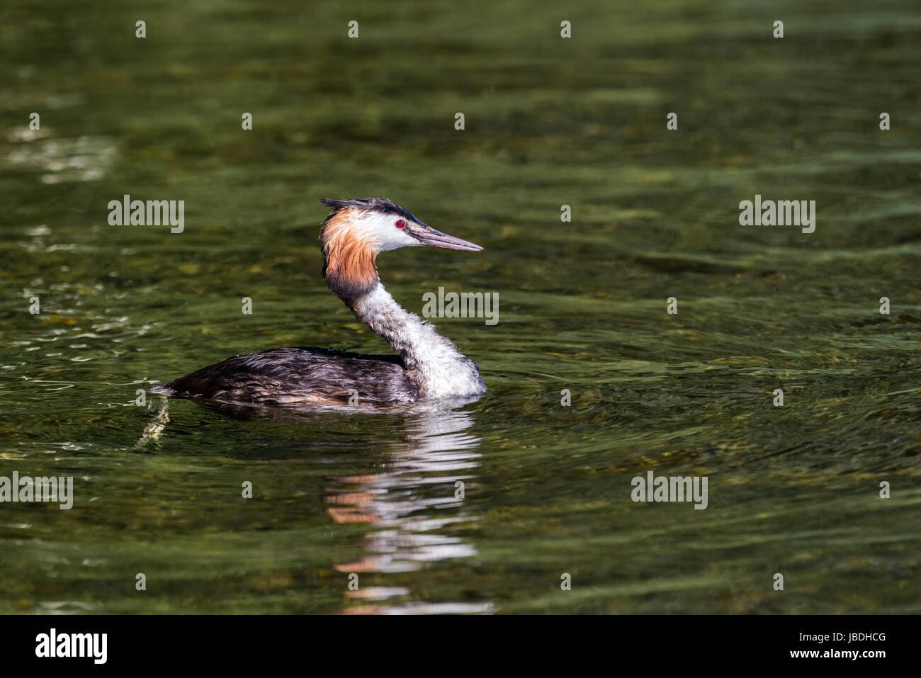 A great crested grebe is swimming on the watersurface, still wet from ...