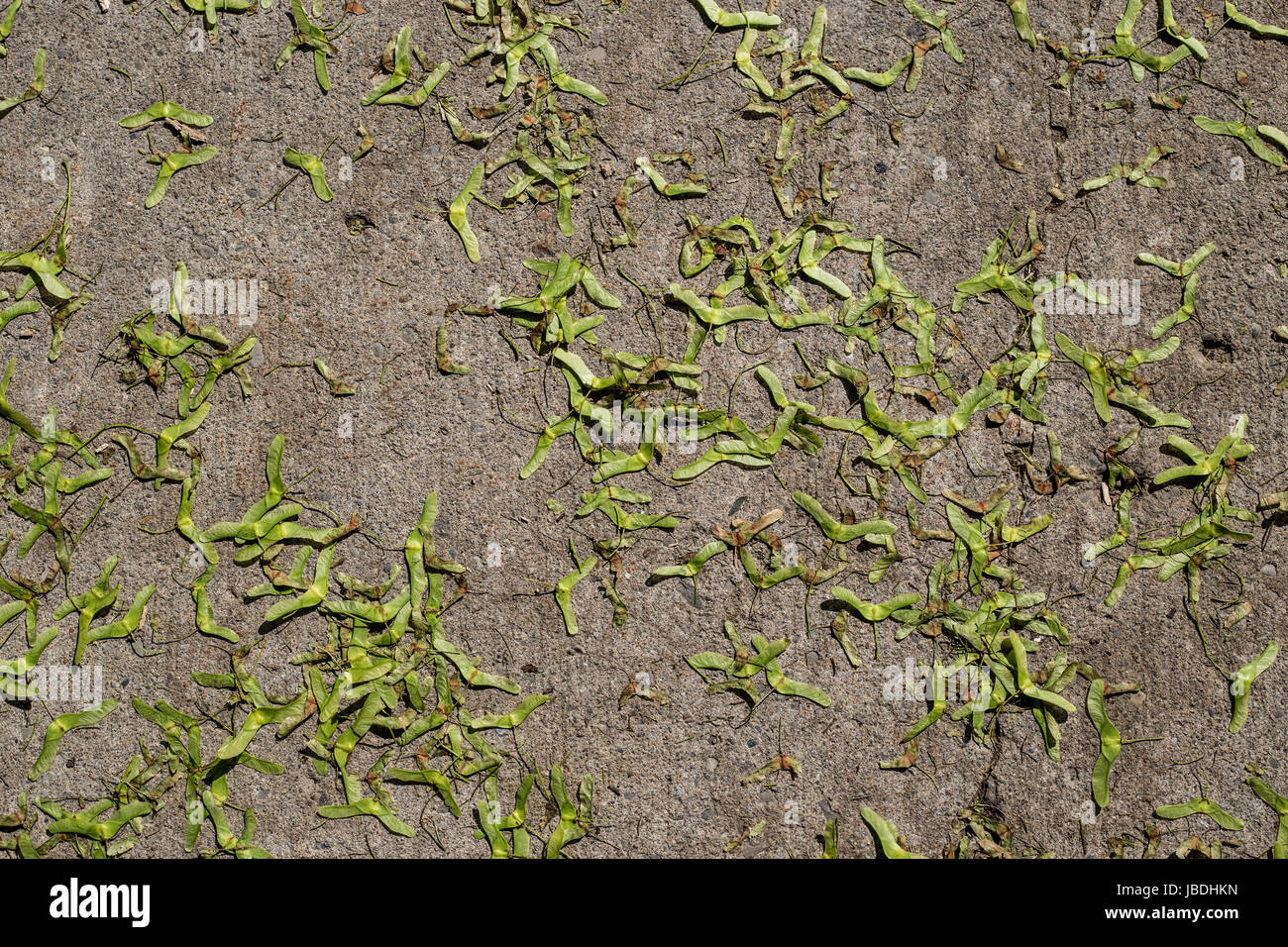 Samaras maple hi-res stock photography and images - Alamy