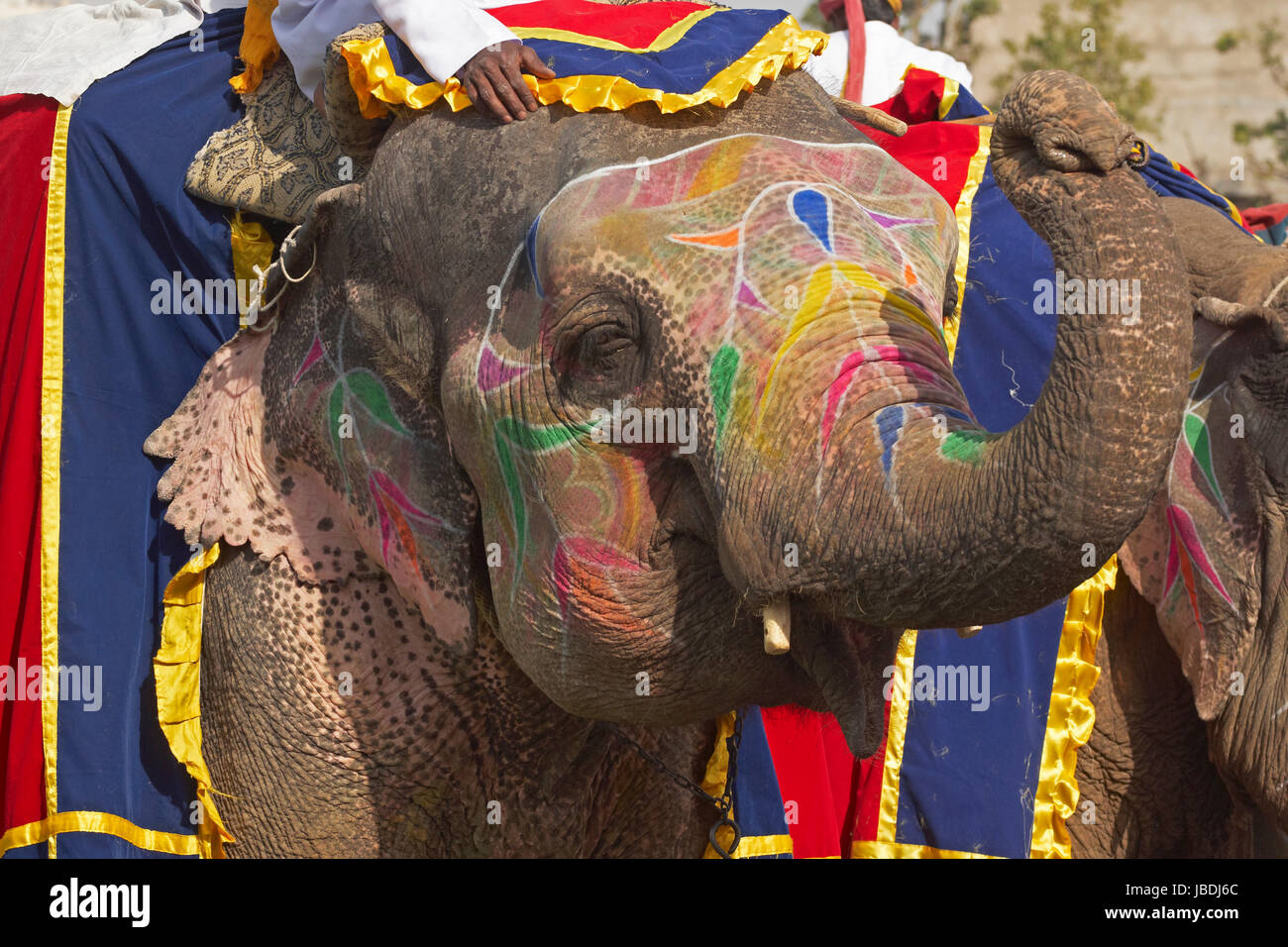 Decorated elephants at the annual elephant festival in Jaipur ...