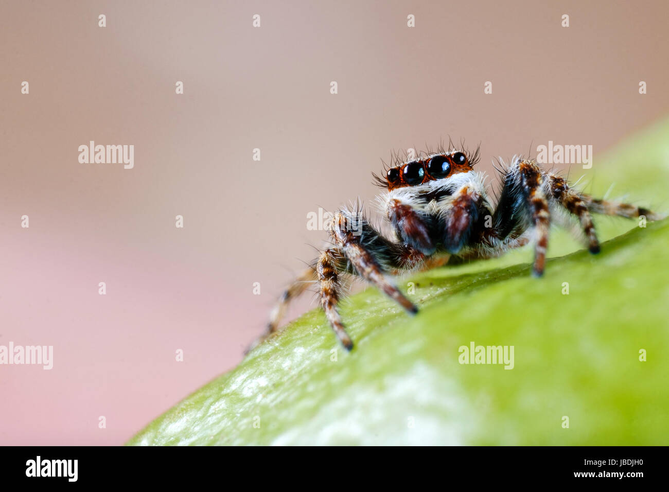 Black house spider hi-res stock photography and images - Alamy