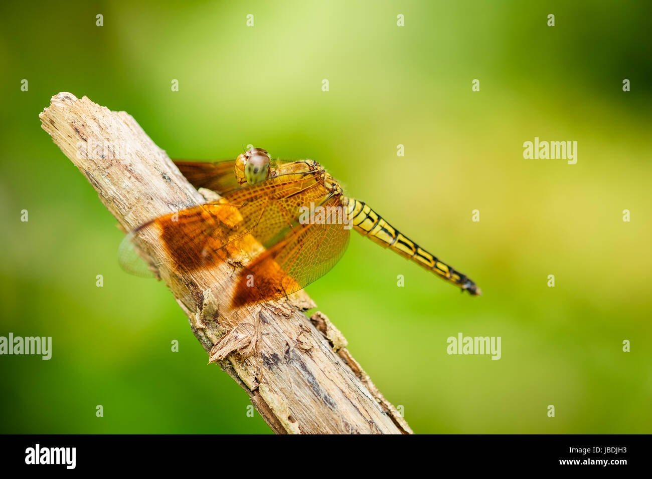 Dragonfly resting on tree branch Stock Photo - Alamy