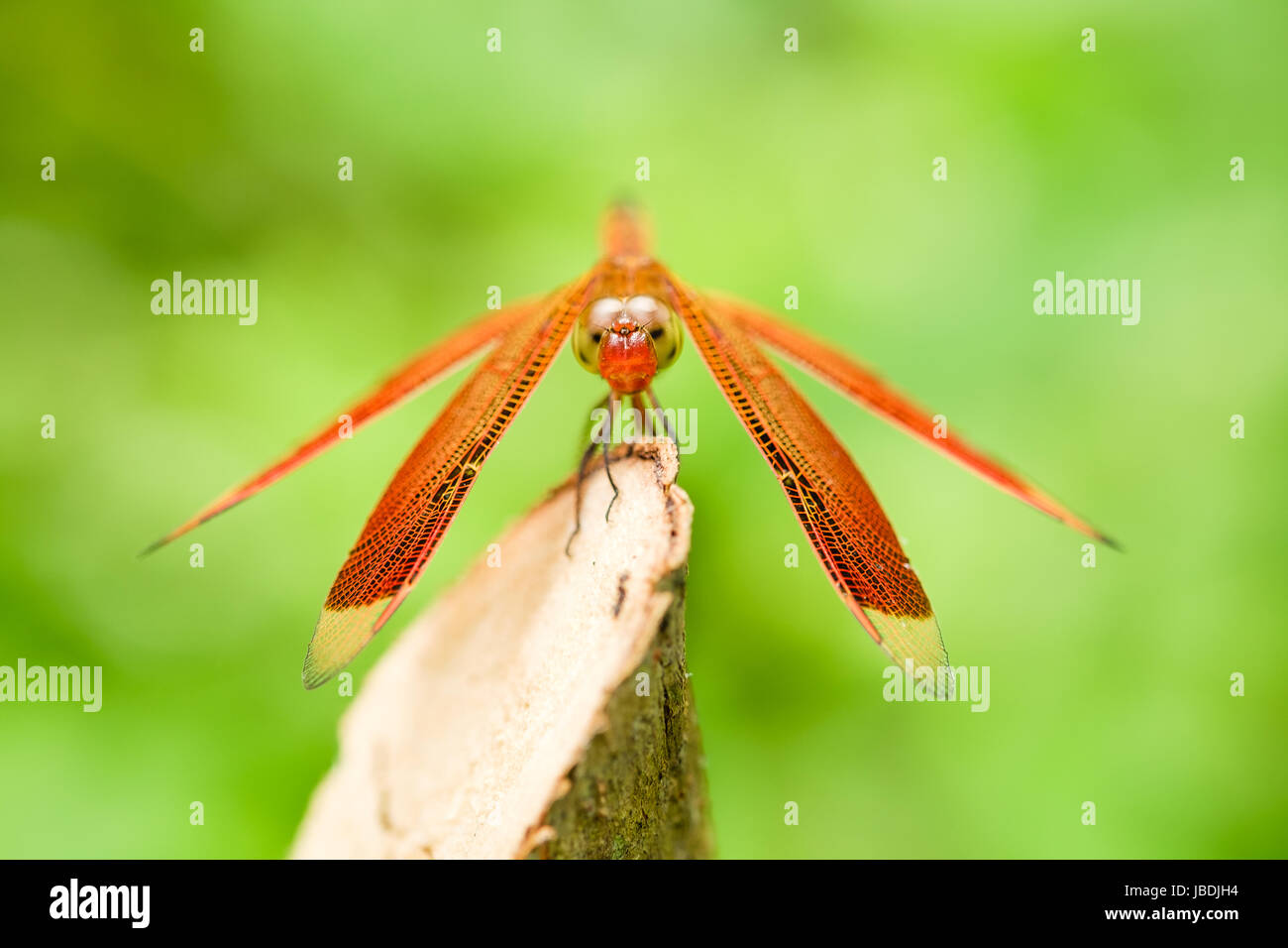 Beautiful red dragonfly rest hi-res stock photography and images - Alamy