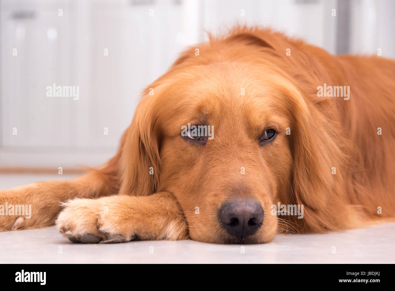A Golden Retriever dog close-up Stock Photo - Alamy
