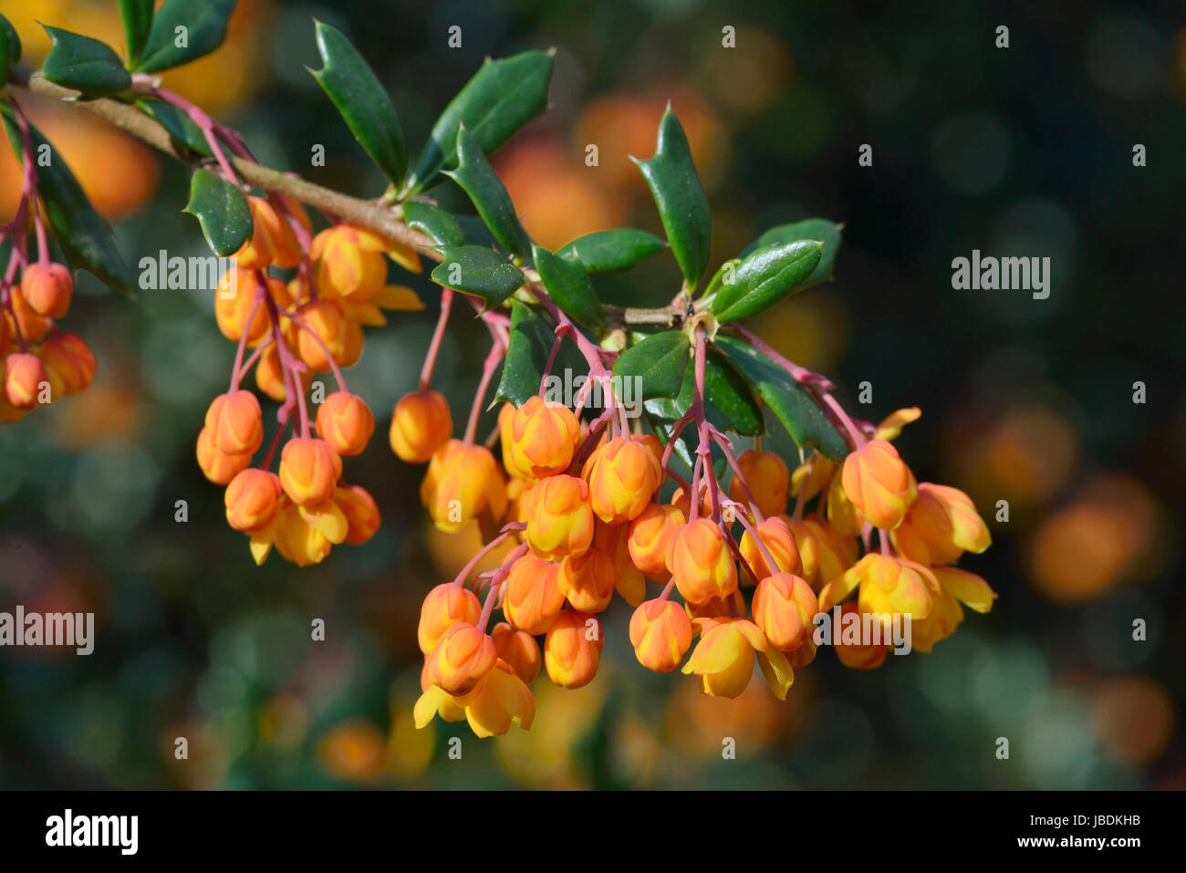 Berberis darwinii hi-res stock photography and images - Alamy
