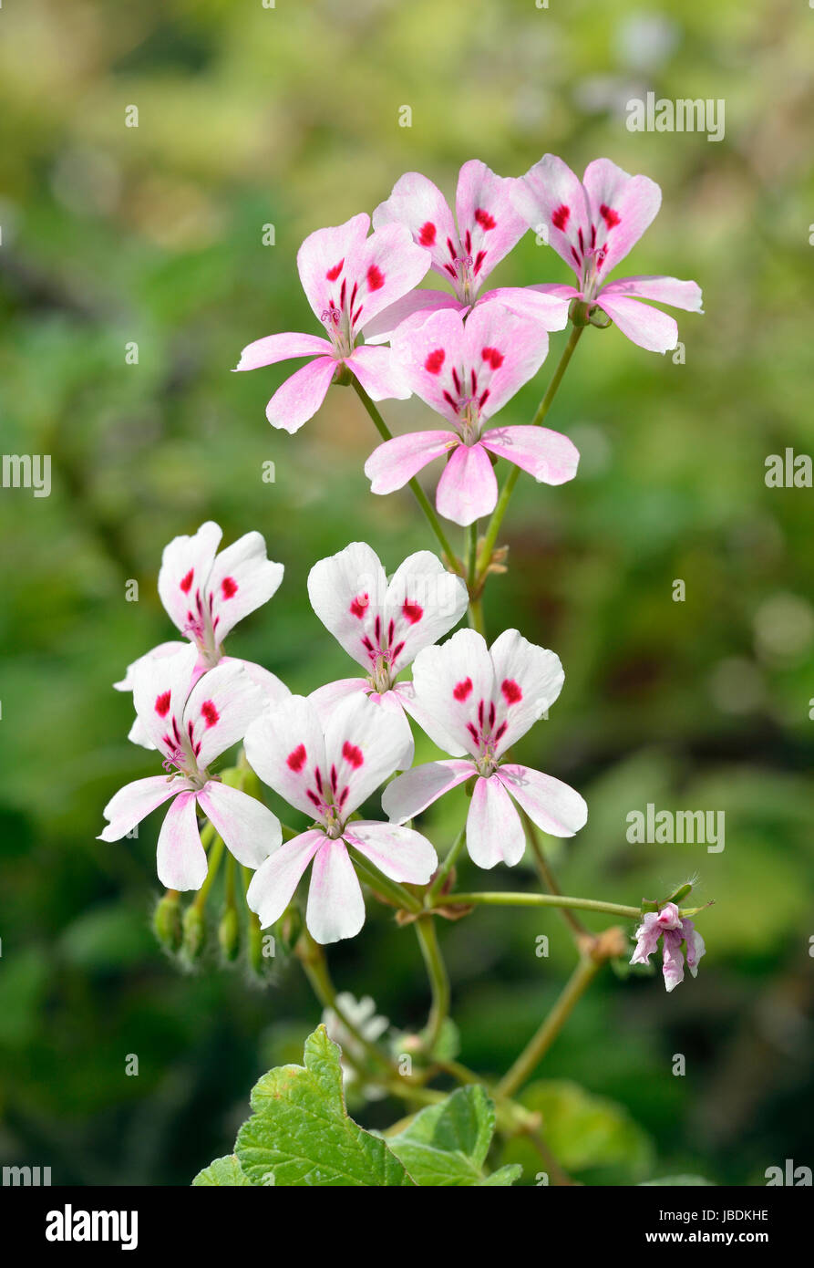 Echinatum hi-res stock photography and images - Alamy