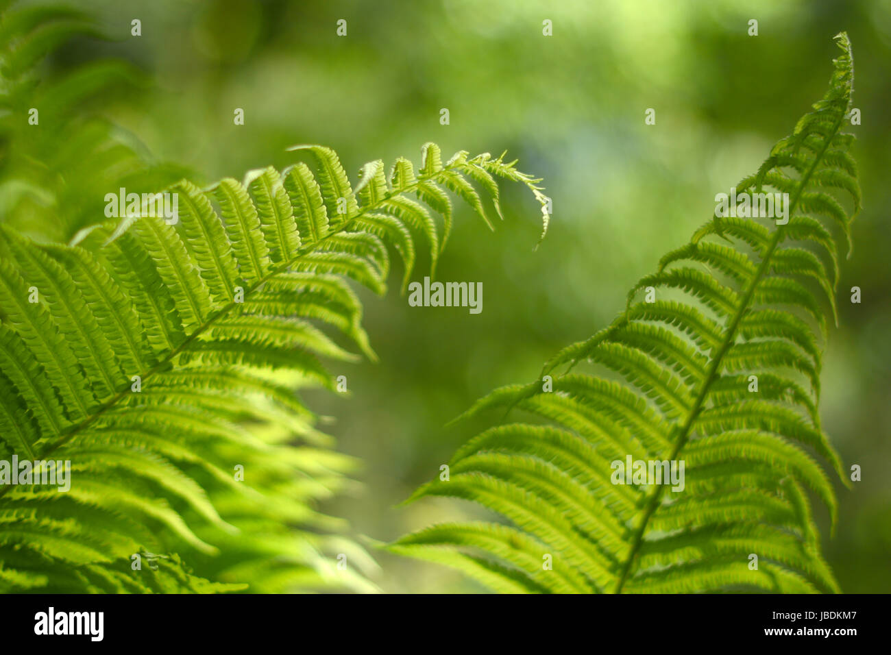 Blurry, abstract background with a delicate fern motif. Dense, lush ...