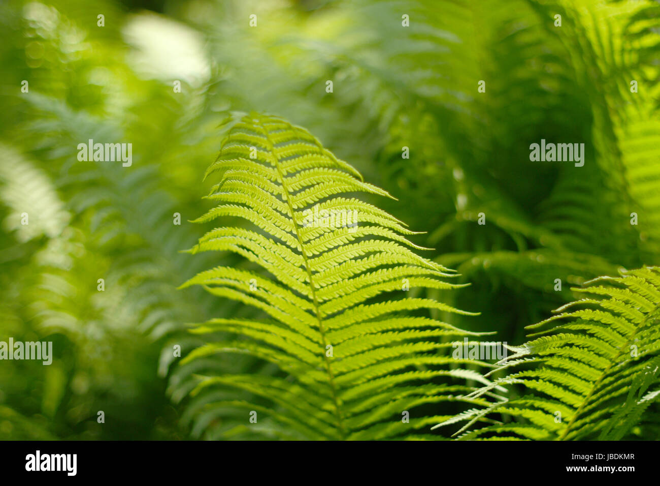 Blurry, abstract background with a delicate fern motif. Dense, lush ...