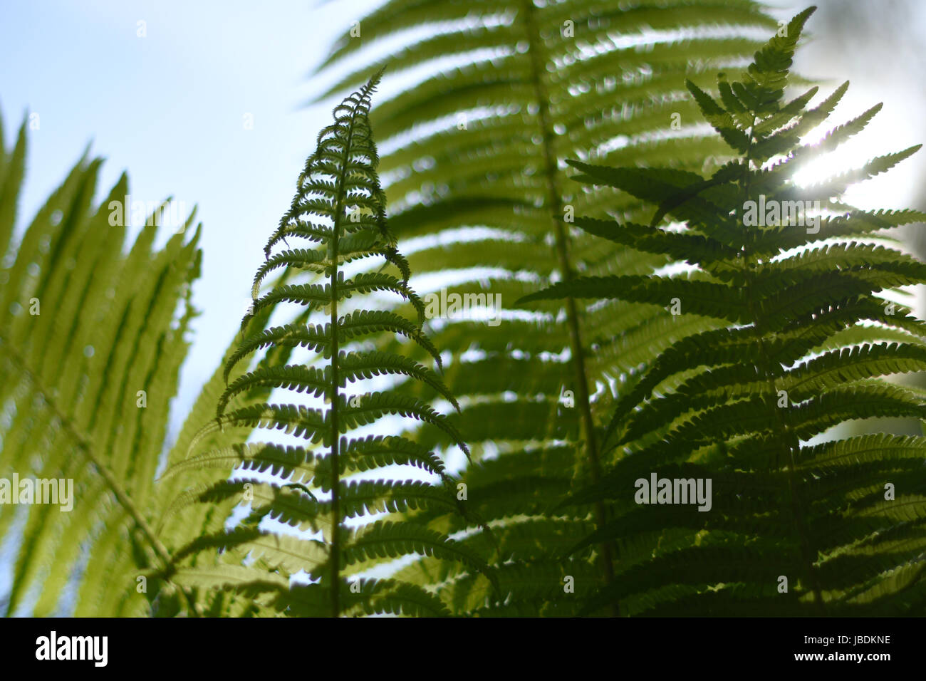 Blurry, abstract background with a delicate fern motif. Dense, lush ...