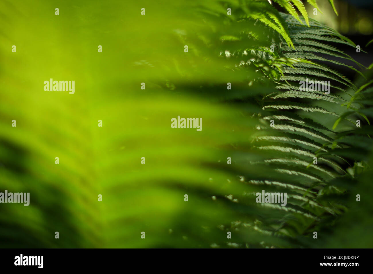 Blurry, abstract background with a delicate fern motif. Dense, lush ...