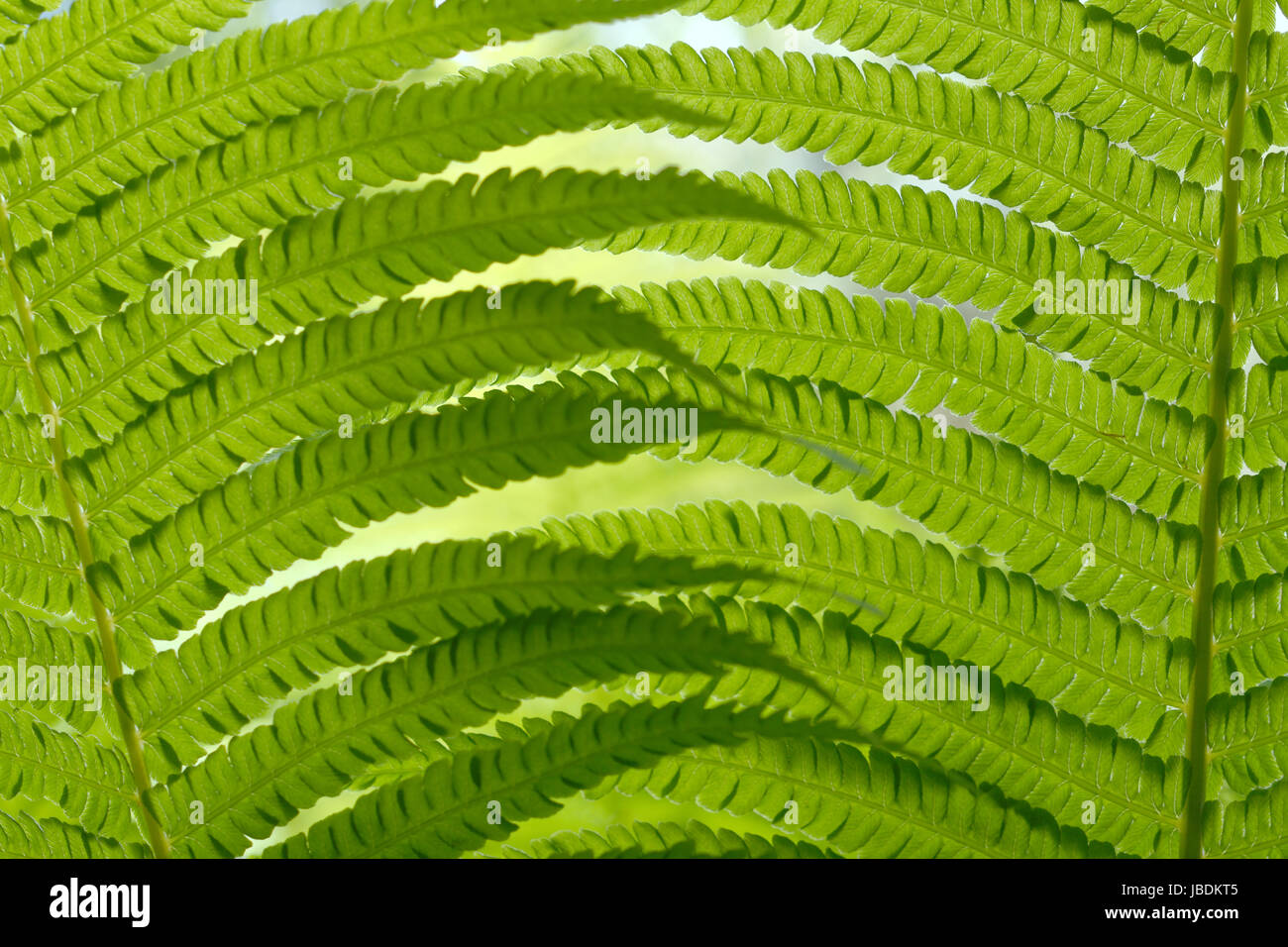 Blurry, abstract background with a delicate fern motif. Dense, lush ...