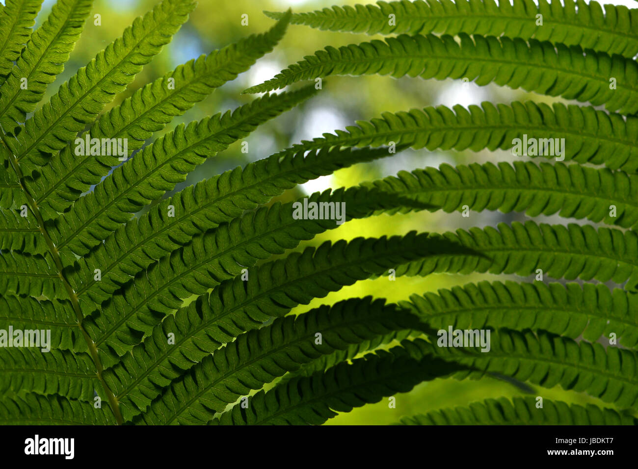 Blurry, abstract background with a delicate fern motif. Dense, lush ...