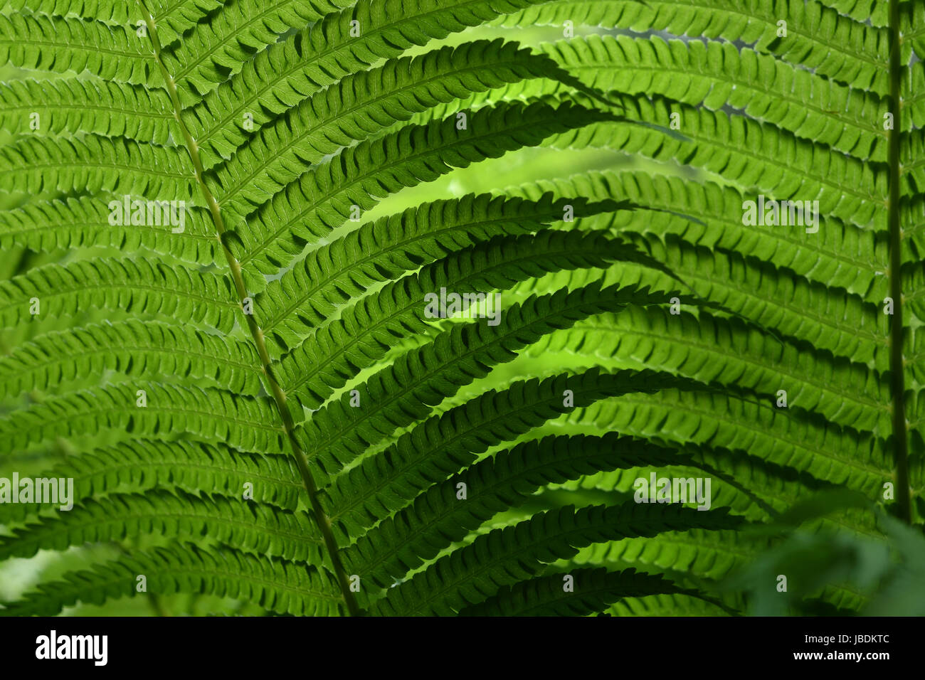 Blurry, abstract background with a delicate fern motif. Dense, lush ...