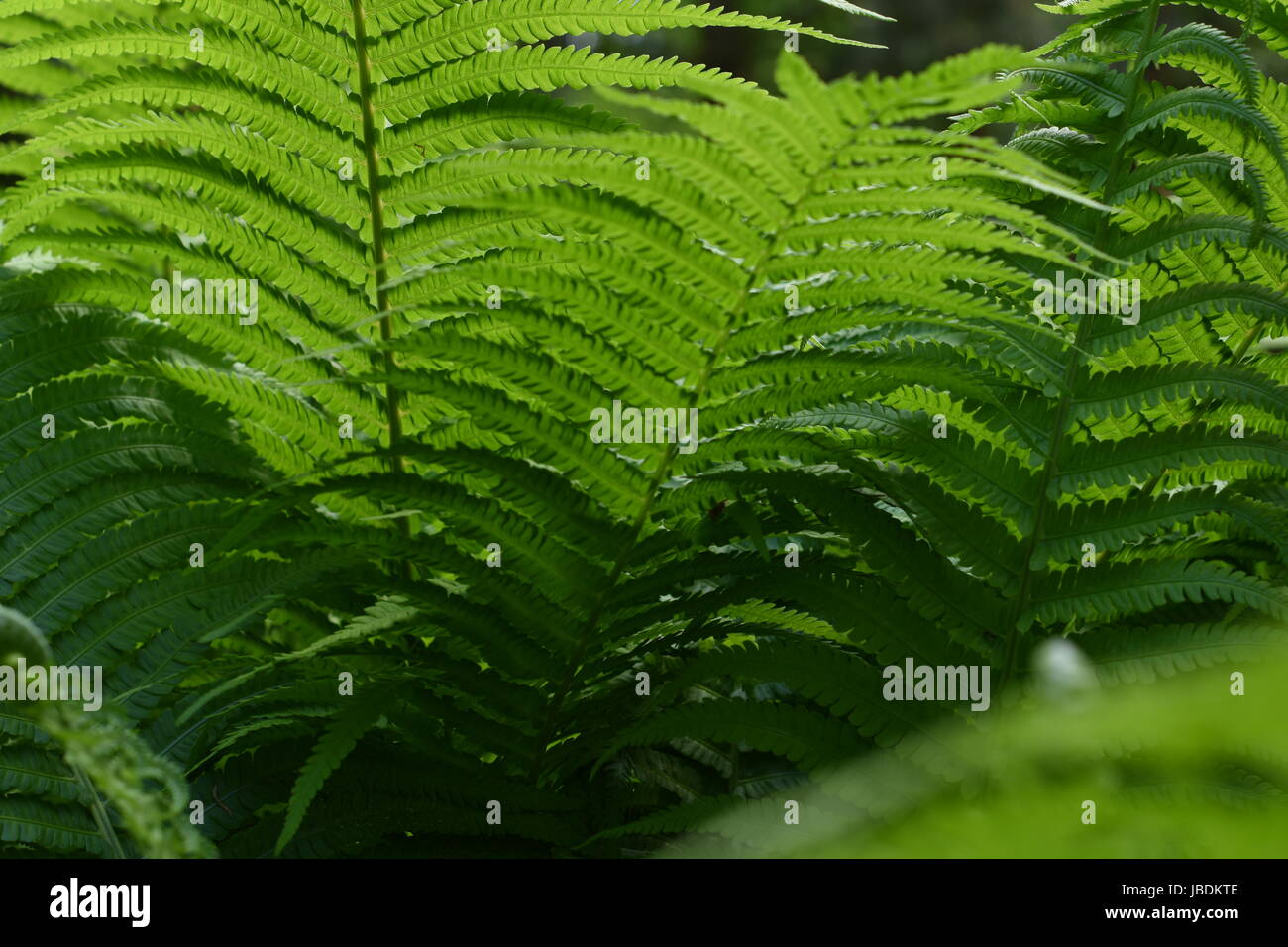 Blurry, abstract background with a delicate fern motif. Dense, lush ...
