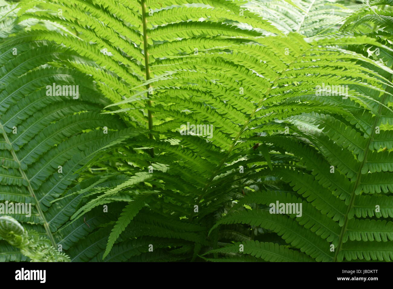 Blurry, abstract background with a delicate fern motif. Dense, lush ...