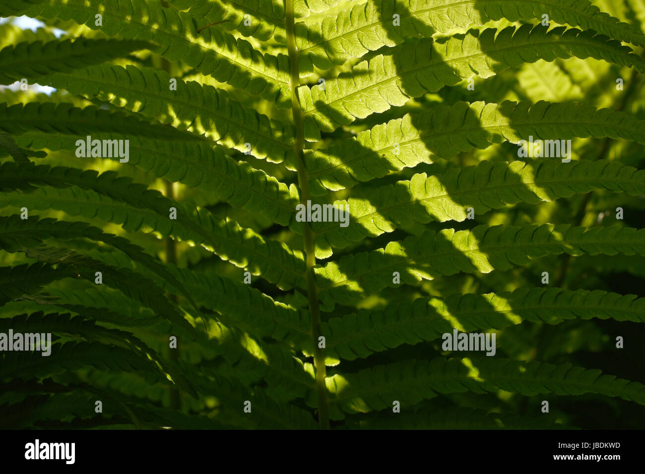 Blurry, abstract background with a delicate fern motif. Dense, lush ...