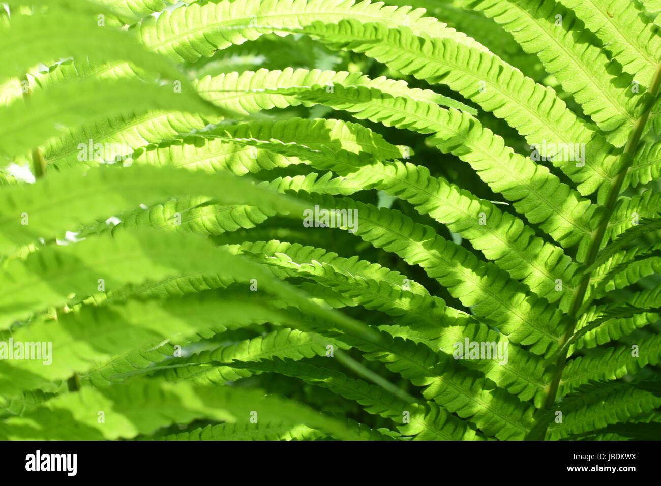 Blurry, abstract background with a delicate fern motif. Dense, lush ...
