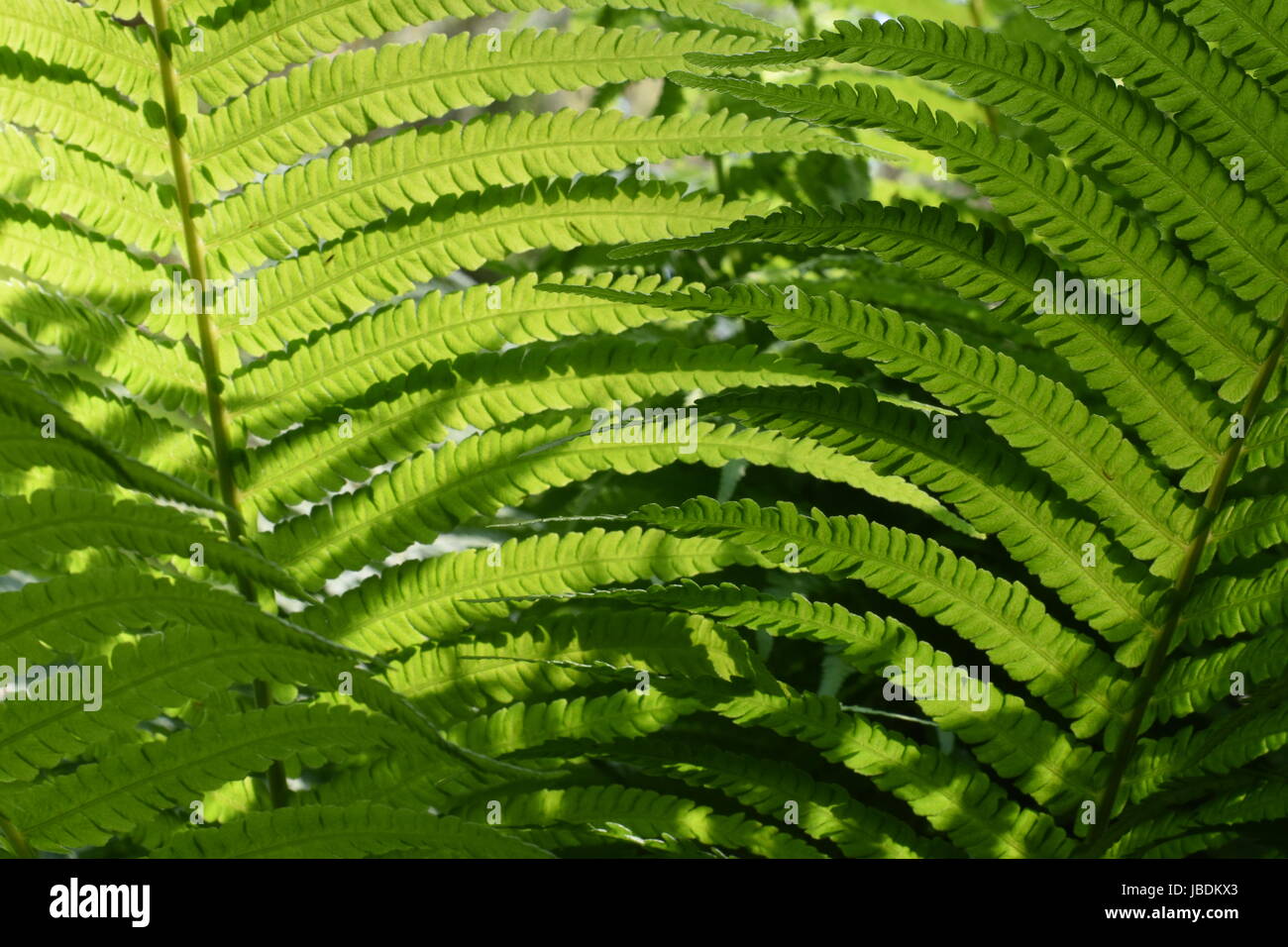 Blurry, abstract background with a delicate fern motif. Dense, lush ...