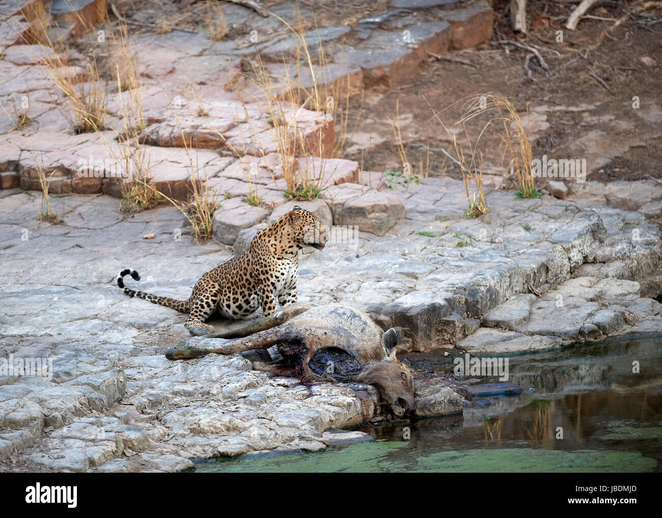 Watching deer kill hi-res stock photography and images - Alamy