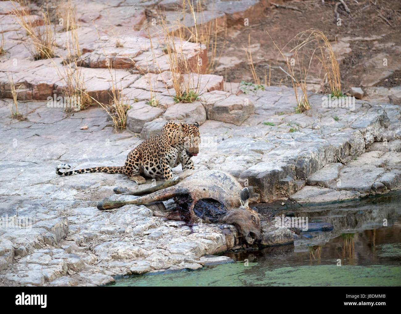 Indian Leopard Eating Its Prey High Resolution Stock Photography and ...