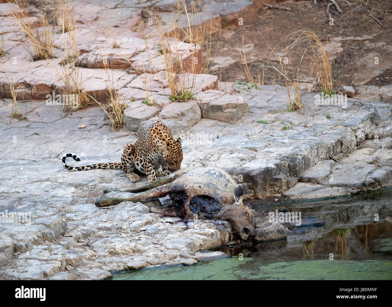 Leopard Eating High Resolution Stock Photography and Images - Alamy