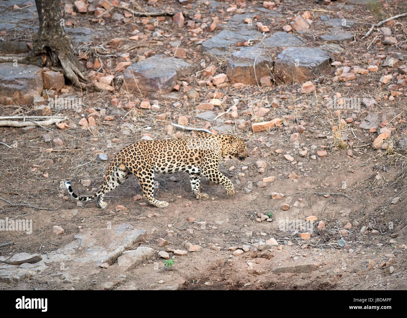 Indian Leopard Eating Its Prey High Resolution Stock Photography and ...