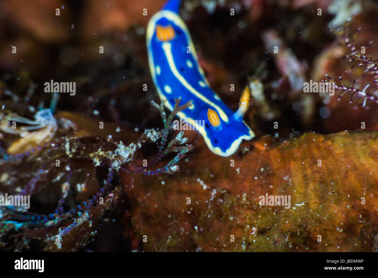 Blue nudibranch hi-res stock photography and images - Alamy