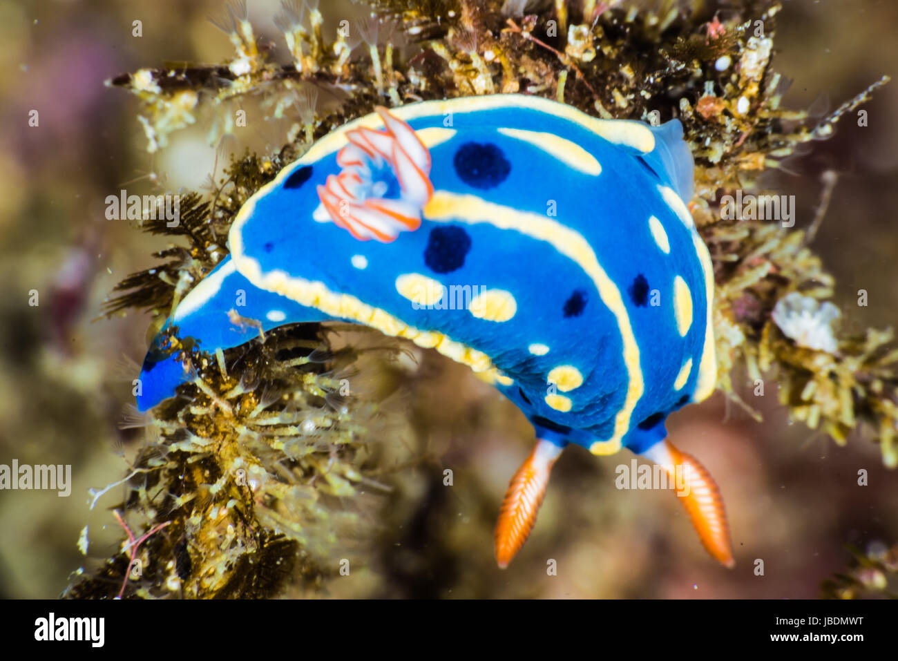 Blue nudibranch hi-res stock photography and images - Alamy