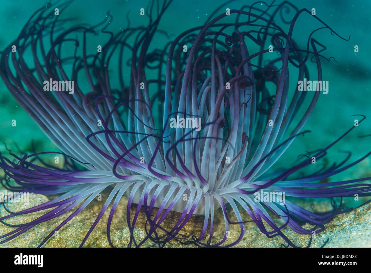 Cerianthus filiformis carlgren hi-res stock photography and images - Alamy