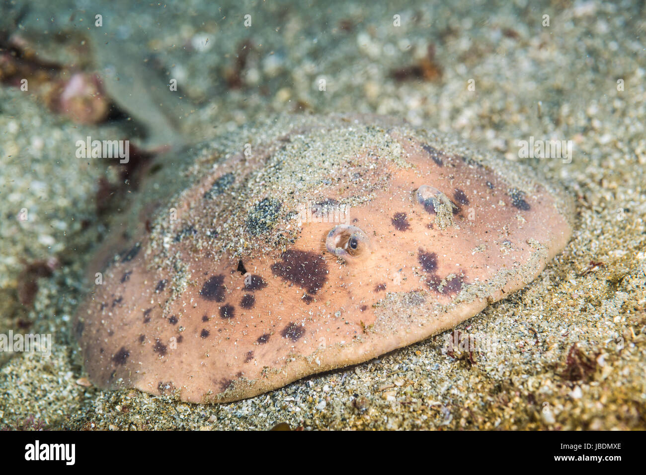 Japanese sleeper ray hi-res stock photography and images - Alamy