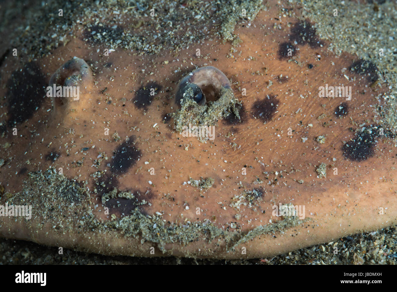 Electric ray under sea hi-res stock photography and images - Alamy