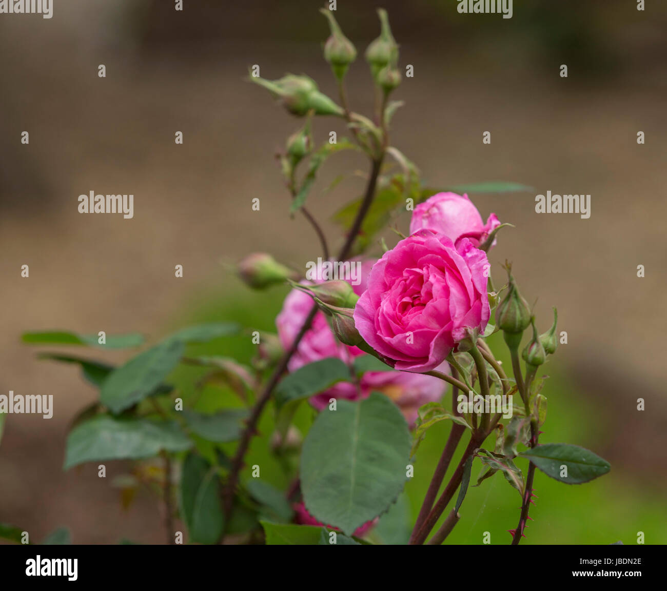 Britains favourite flower hi-res stock photography and images - Alamy