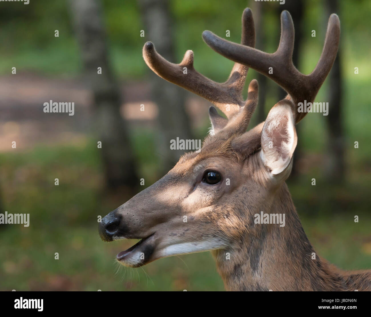 Whitetail Buck Portraits Stock Photo - Alamy