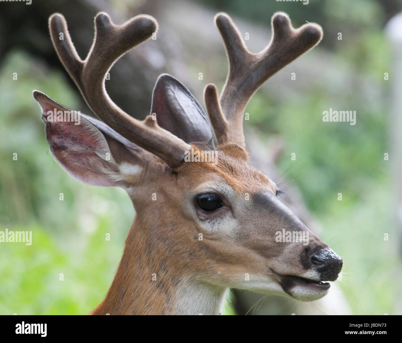 Whitetail Buck Portraits Stock Photo - Alamy
