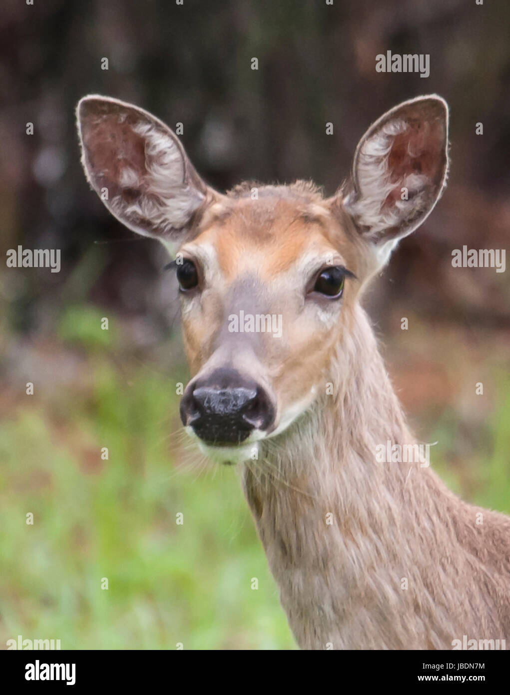 Whitetail Doe Portraits Stock Photo - Alamy