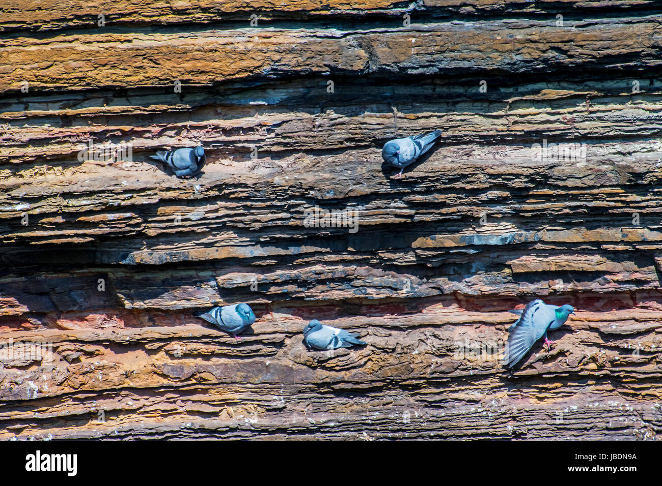 Rock doves / rock pigeons (Columba livia) nesting on ledges in cliff ...