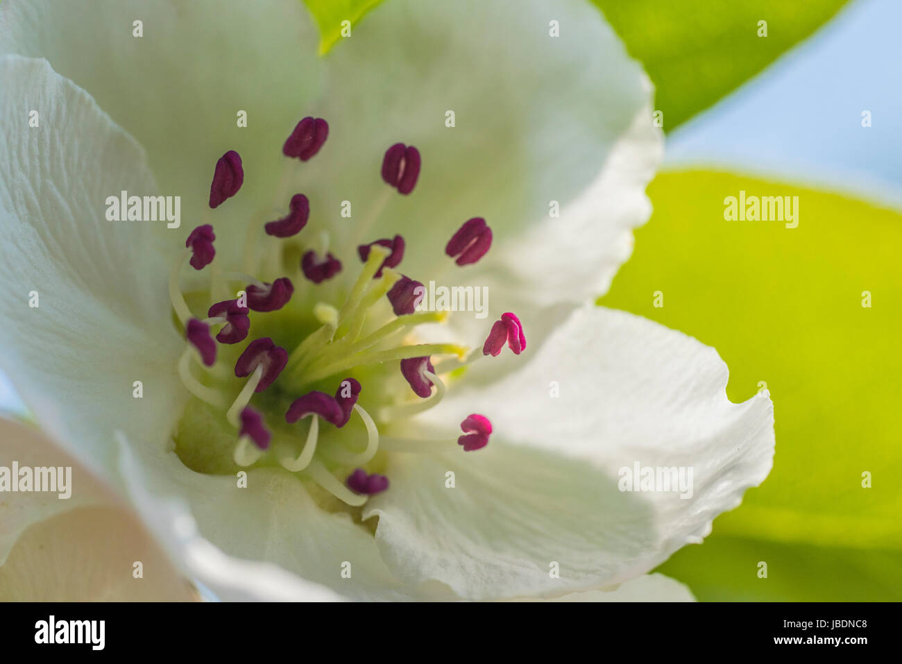Beautiful plum blossom nice hi-res stock photography and images - Alamy