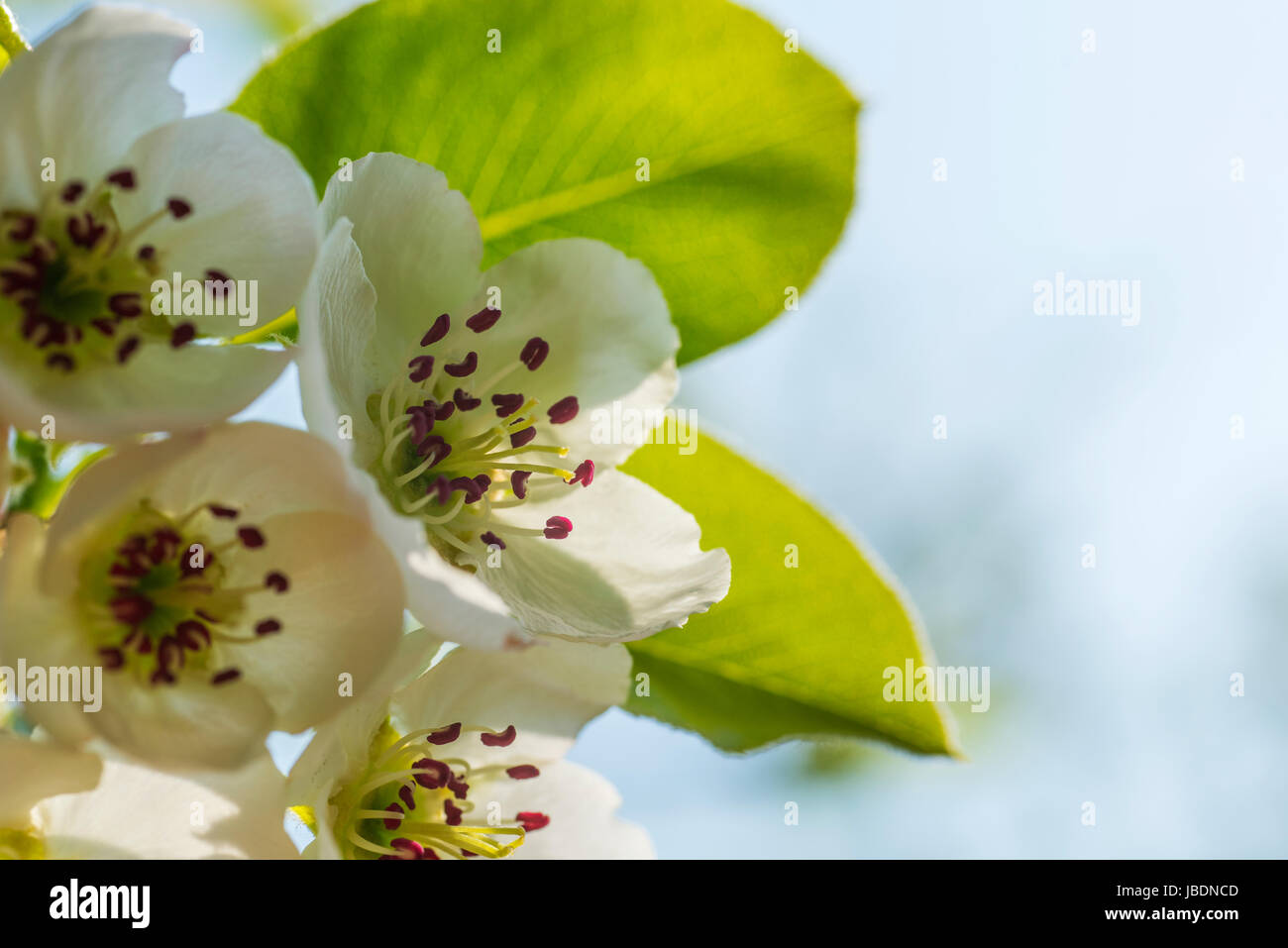 Beautiful plum blossom nice hi-res stock photography and images - Alamy