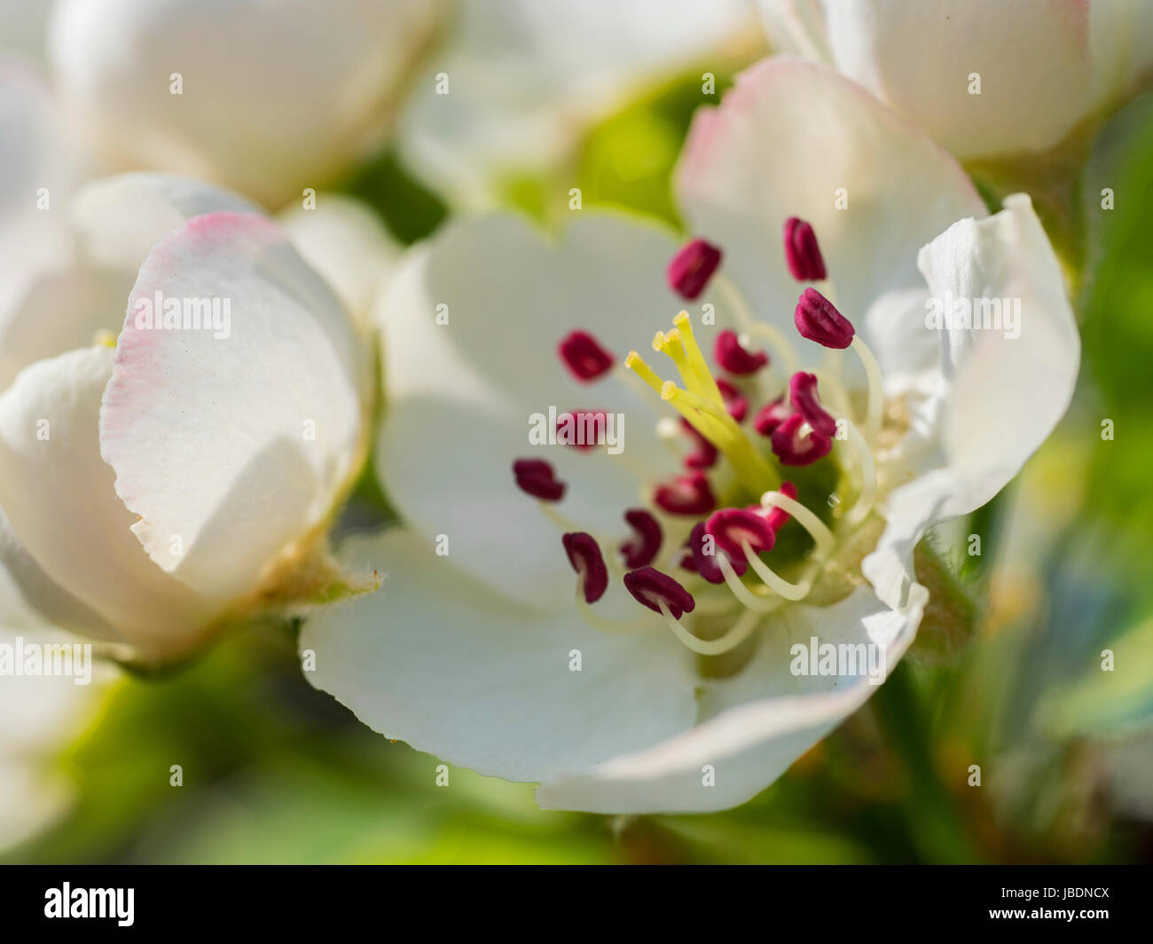 Beautiful plum tree blossom nice hi-res stock photography and images ...