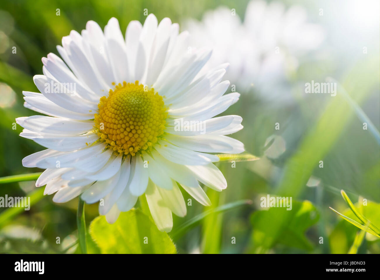 Summer nature background with daises and sunlight Stock Photo - Alamy