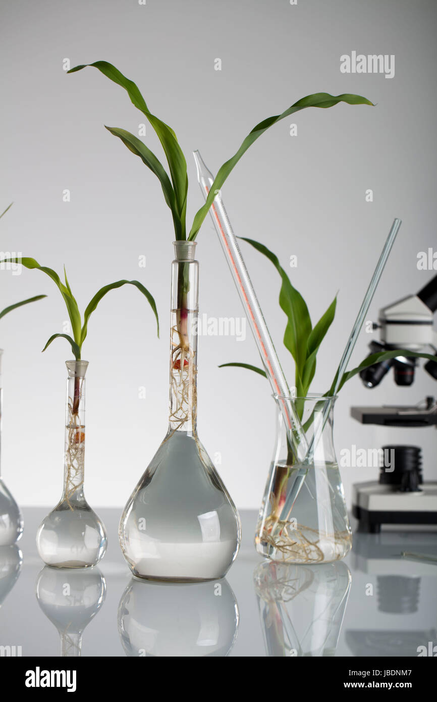 Plants in laboratory. Biotechnolgy concept. White background and glass ...