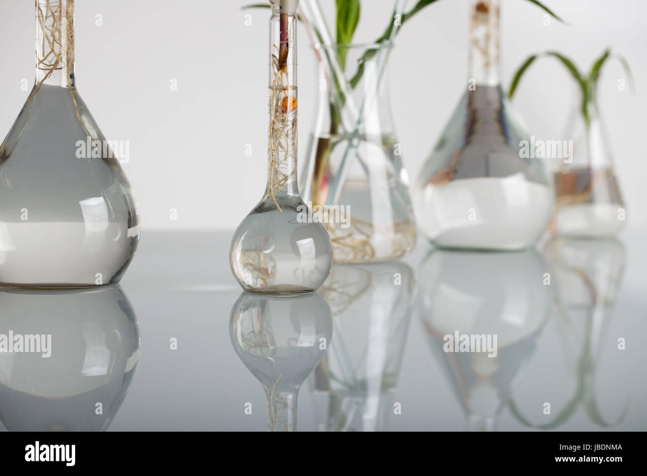 Plants in laboratory. Biotechnolgy concept. White background and glass ...
