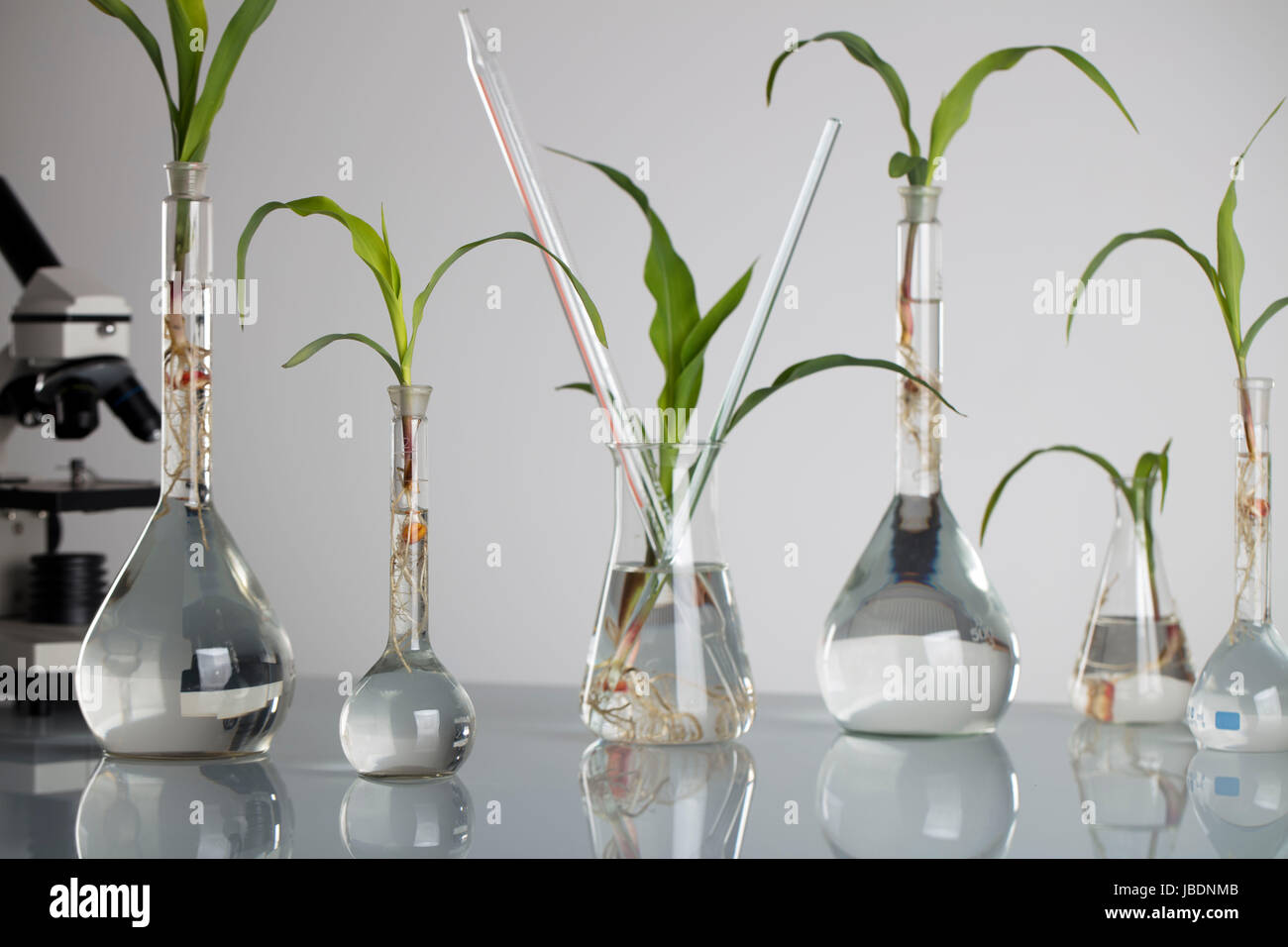 Plants in laboratory. Biotechnolgy concept. White background and glass ...