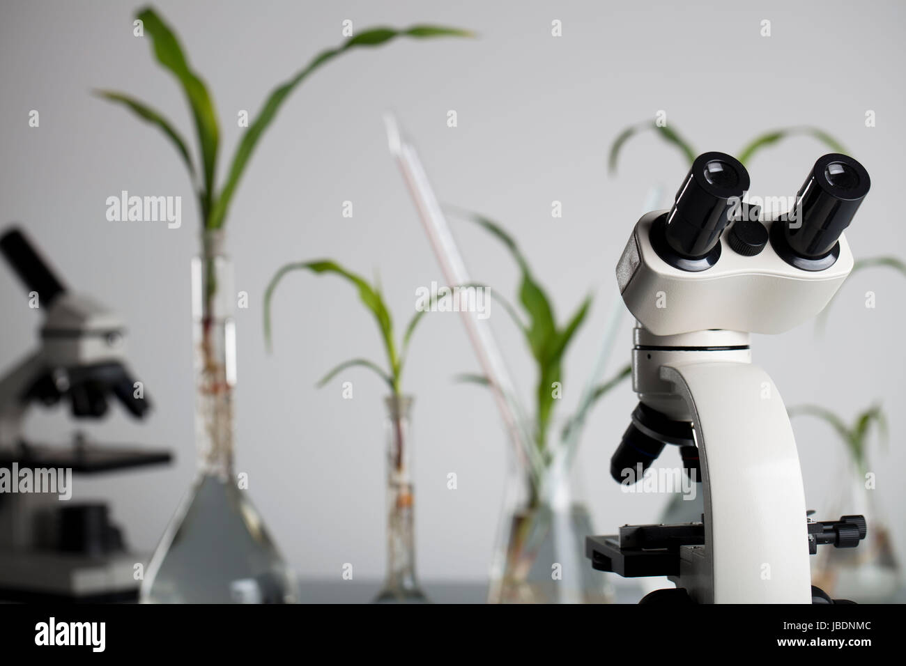 Plants in laboratory. Biotechnolgy concept. White background and glass ...